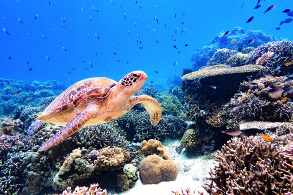 The Top 12 Popular Diving Spots in Malaysia You Must Visit | The Simple ...