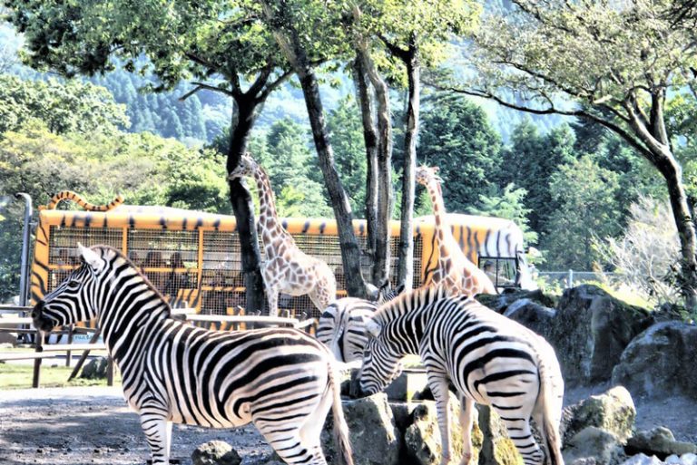 The Best Day Trip to Mount Fuji: How to Plan the Perfect Day Trip | The ...