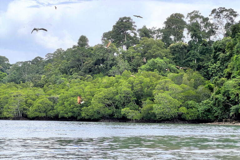 Experience the Ultimate Island Hopping in Langkawi: A Guide to the Best ...